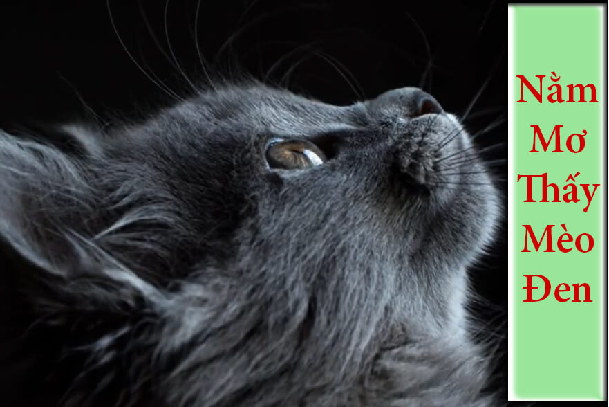 Mơ thấy mèo đen điềm báo gì? Mơ mèo đen đánh gì thắng đậm?
